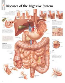 Diseases of Digestive System Chart: Laminated Wall Chart - cel mai bun ...